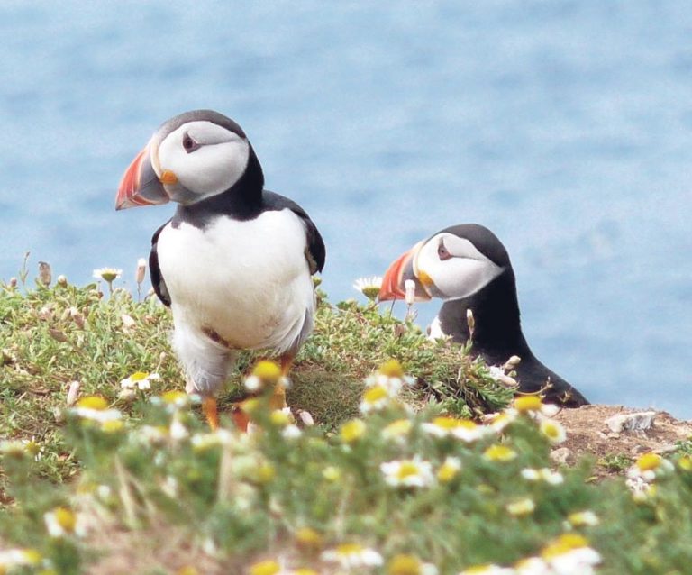 Volunteer opportunities open on Skomer Island for 2026 - Herald.Wales
