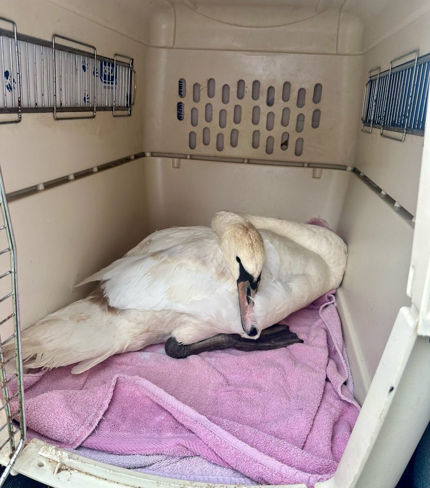 RSPCA rescues disorientated swan after crash landing on A48 near ...