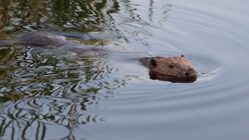 Wales gives beavers dam good protection - Herald.Wales