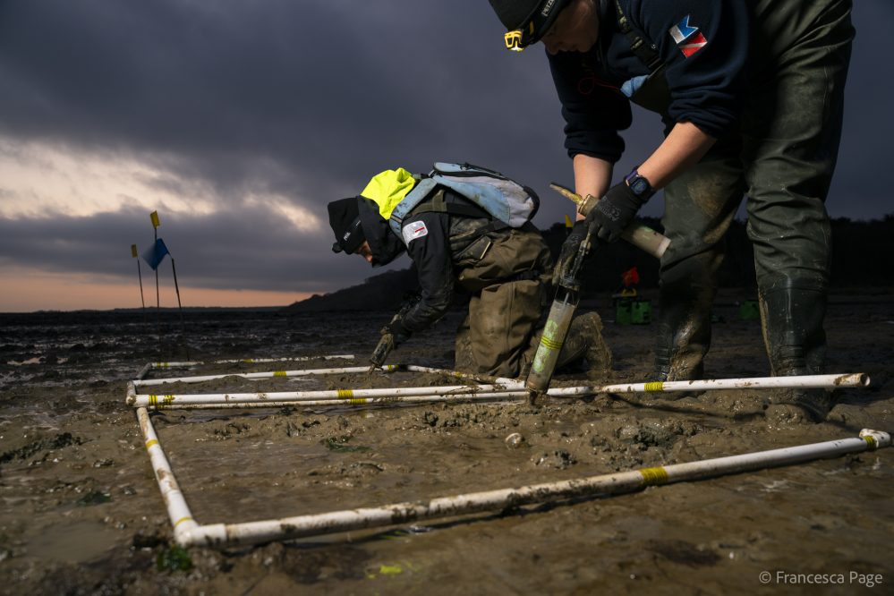 Marine scientists urge overhaul of restoration rules to save oceans ...