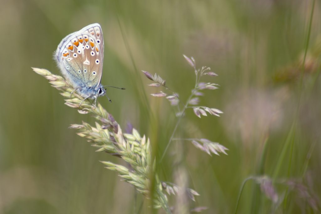 New data suggest that insect life in Wales continues to decline ...
