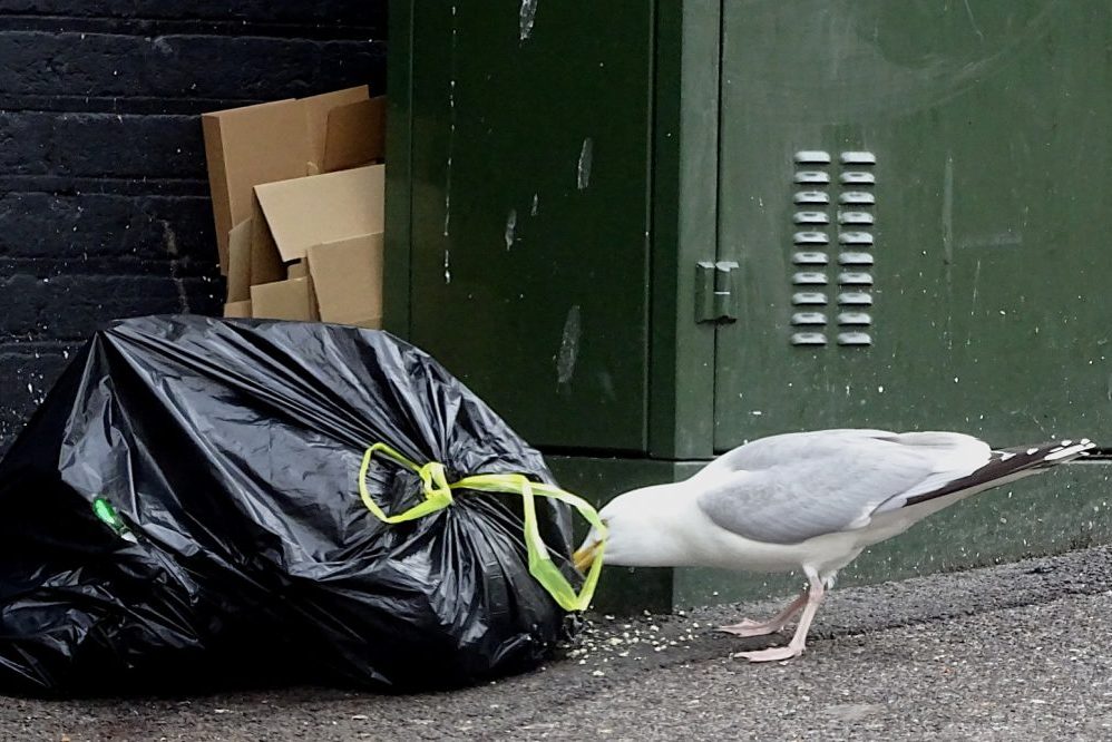 Seagull sacks rolled out across Cardiff to reduce litter and boost ...