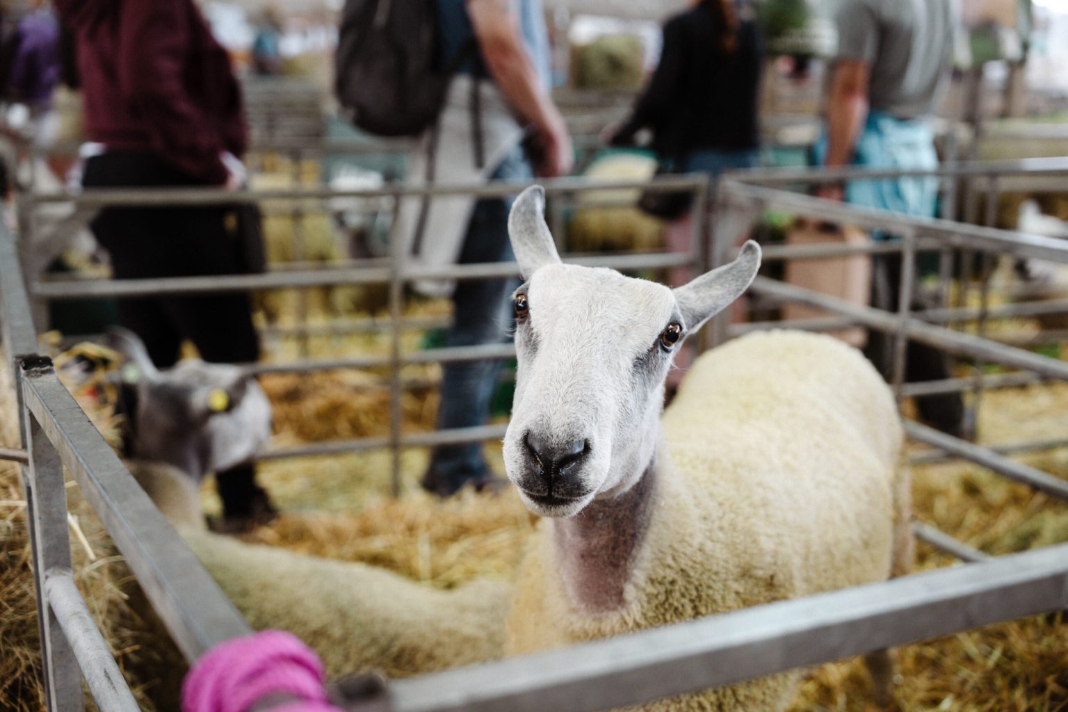 Mid Wales sheep farmer wins prestigious John Gittins Memorial Award ...