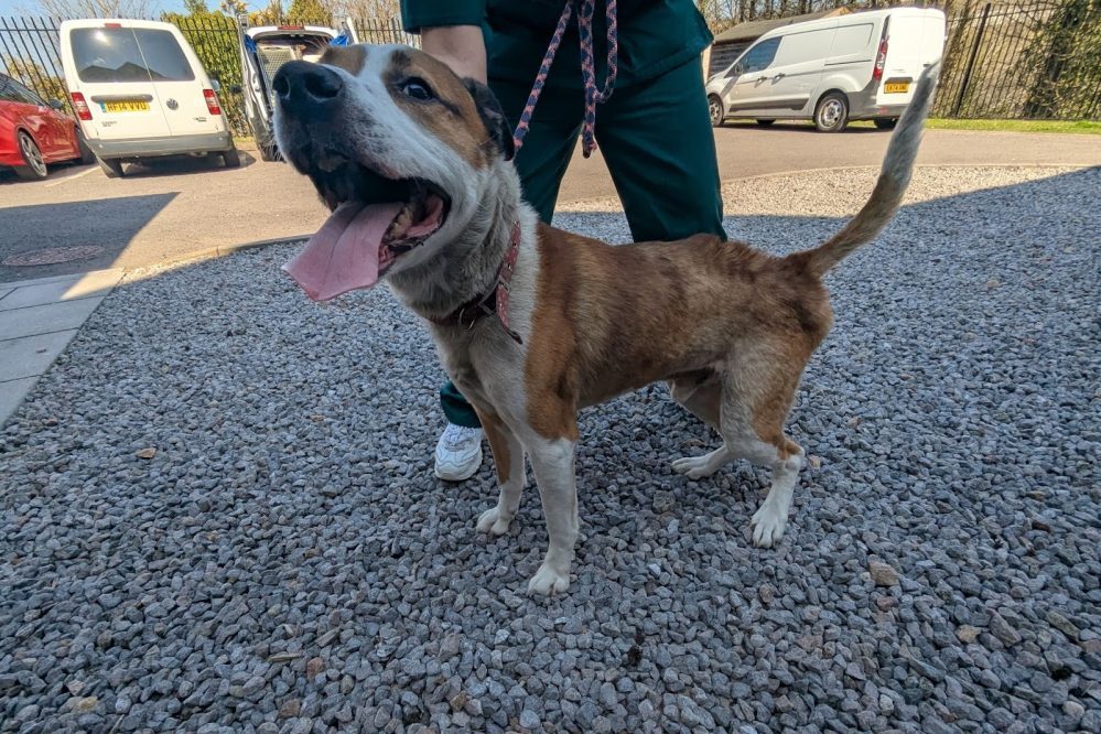 Dog whose owner failed to seek out vet treatment died after developing ...