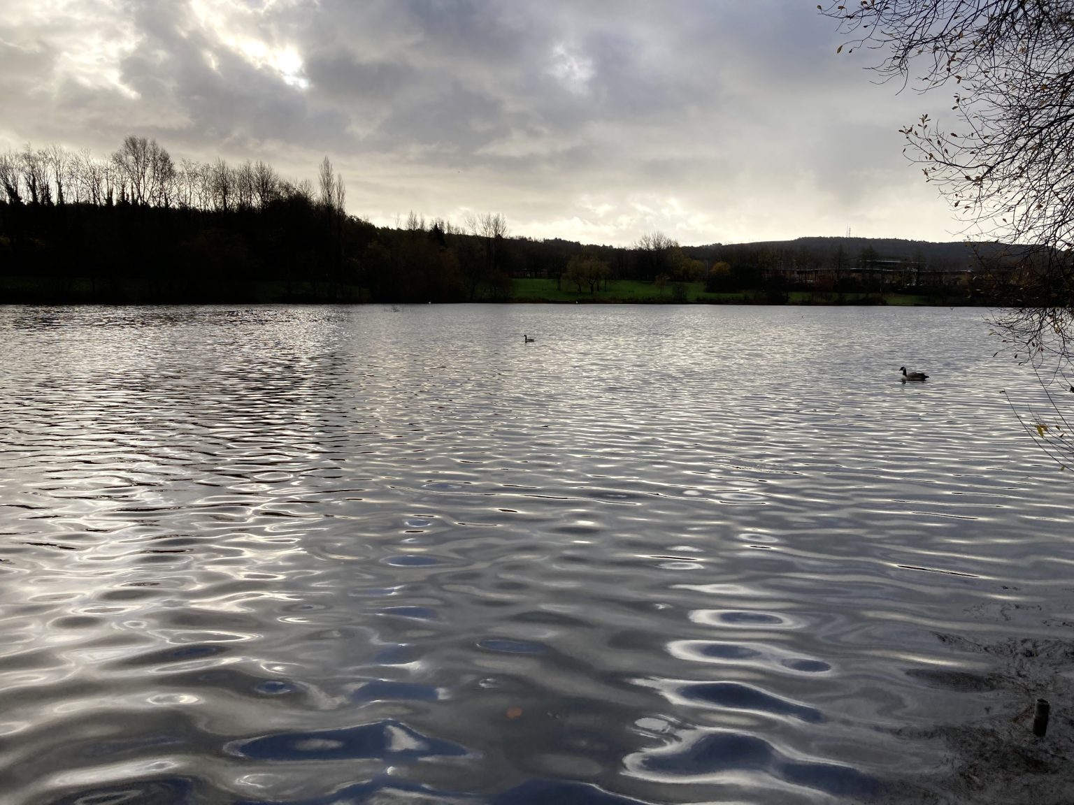 Around 12 swans found dead at Swansea lake - Herald.Wales