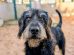 Dogs Trust Cardiff is ready to help more dogs find loving homes in 2026 ...
