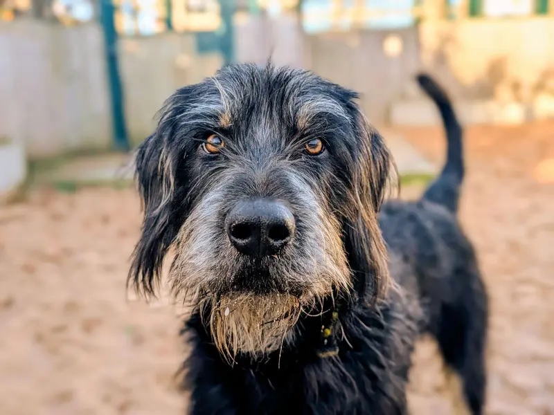 Dogs Trust Cardiff is ready to help more dogs find loving homes in 2026 ...