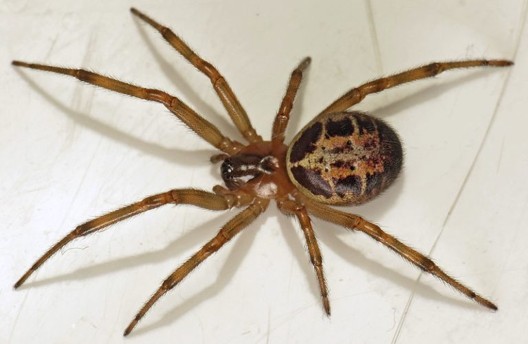 False widow spiders invade UK homes following heatwave - Herald.Wales