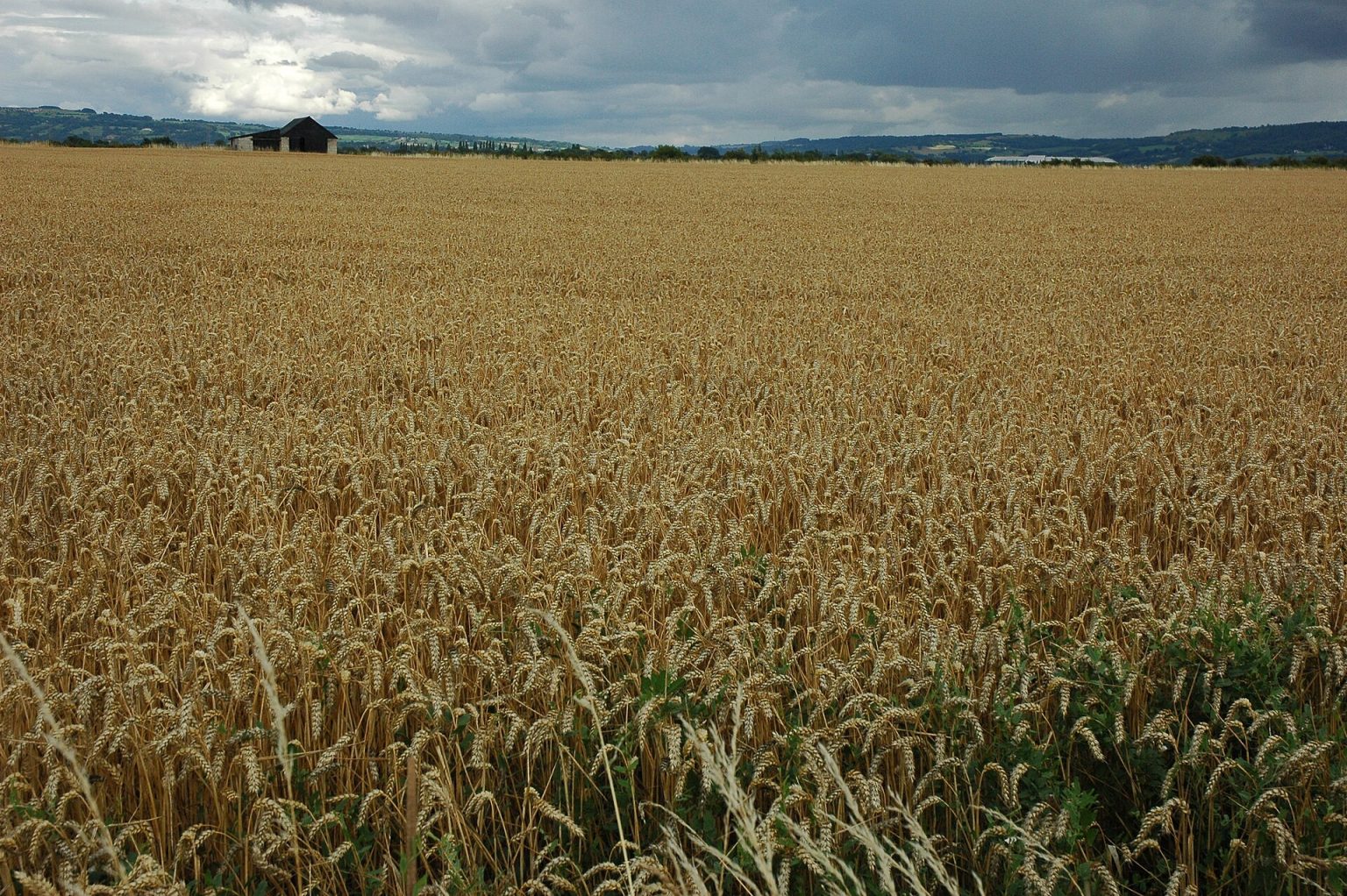 Crop ratings fall after dry April–May, with key weeks ahead for yield ...